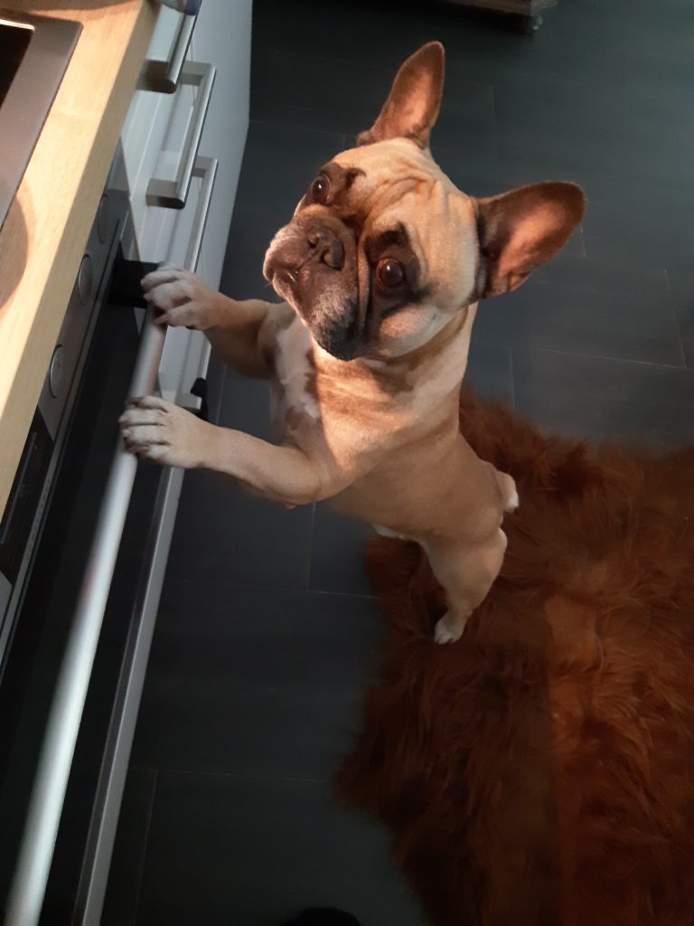 Raw balls für Hunde - barf-guide.at